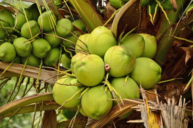 Tapping Latex from a Rubber Tree Stock Image - Image of outdoors, lush ...