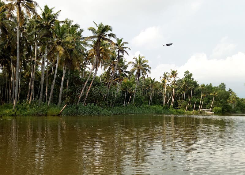 Coconut Tree Landscape View Stock Photo - Image of natural, leaves ...