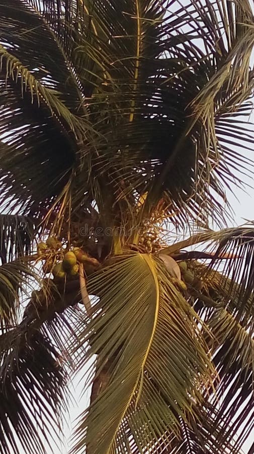 Coconut Tree Green Leaf Nature Light Outdoor Stock Image - Image of ...