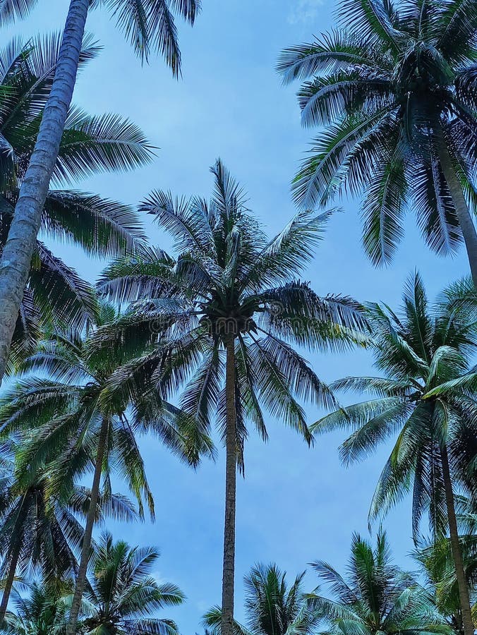 Coconut Tree with Green Leaves Blue Sky Background Stock Photo - Image ...
