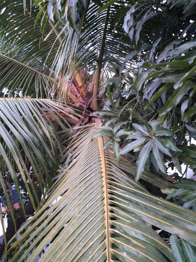 Coconut tree stock photo. Image of green, coconut, life - 126168728