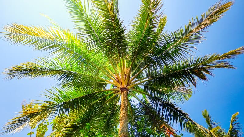 Coconut Tree with Green and Spreading Branches Stock Image - Image of ...