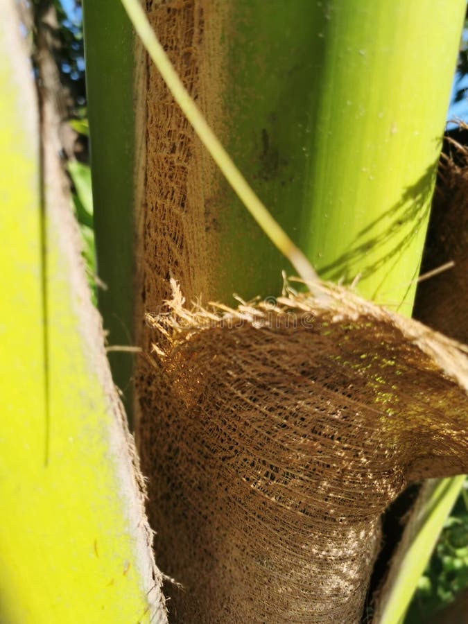 Coconut tree stock image. Image of green, coconut, tree - 203380457