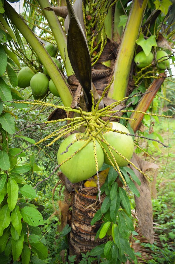 Coconut on tree stock image. Image of versatility, people - 57514291