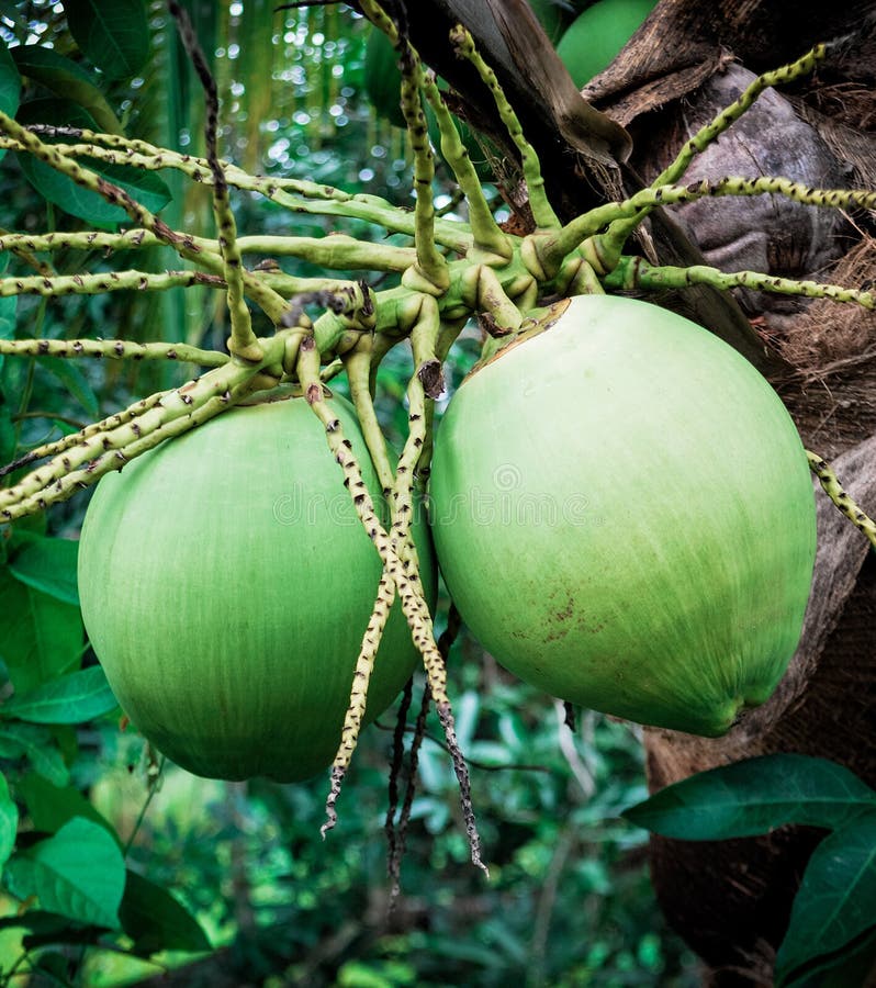 Coconut on tree stock image. Image of people, garden - 57514301
