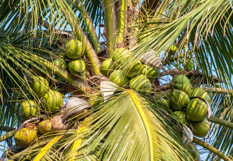 Coconut on tree stock photo. Image of green, healthy - 56627962
