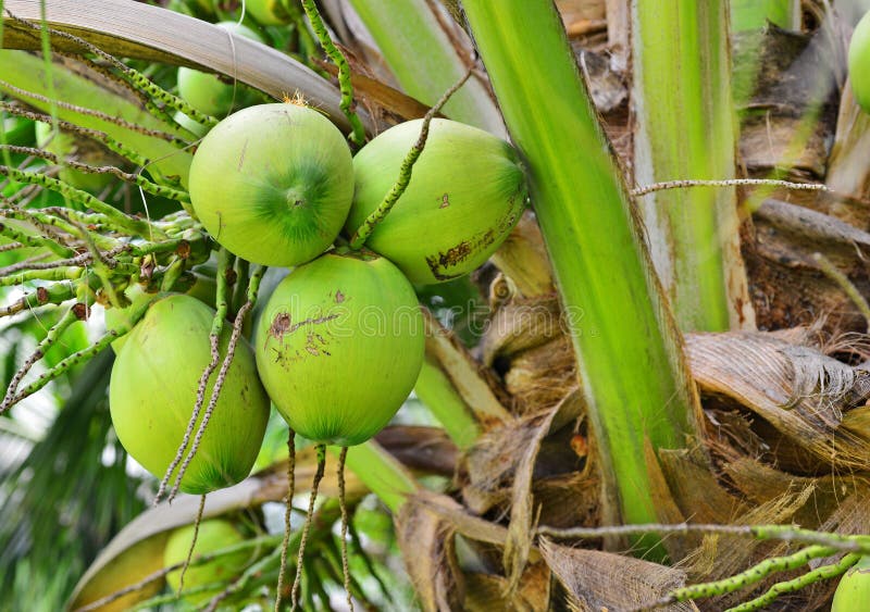 Coconut stock image. Image of nature, plant, natural - 49053399