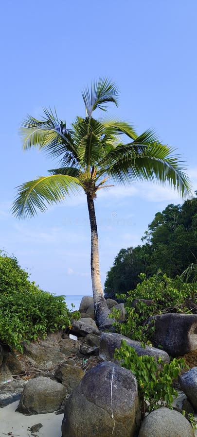 A Coconut Tree Growing on a Rock Stock Photo - Image of growing, tree ...
