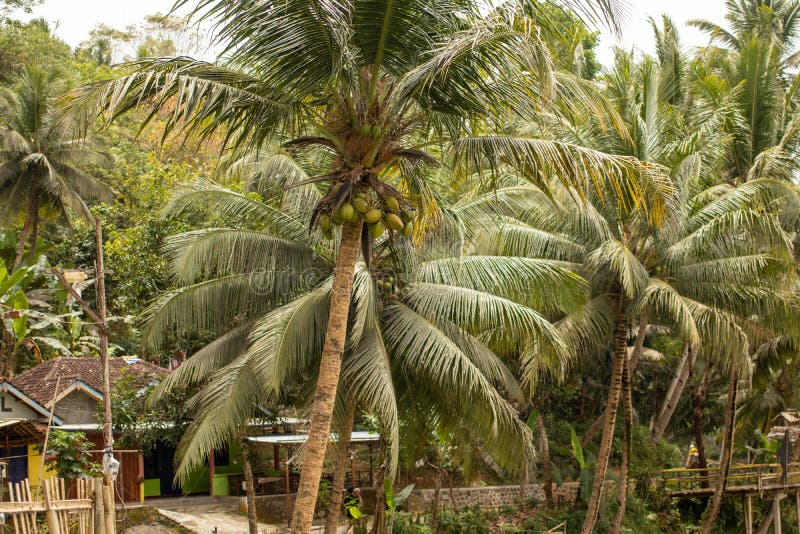 A Coconut Tree Grows Along the Way Stock Photo - Image of natural ...