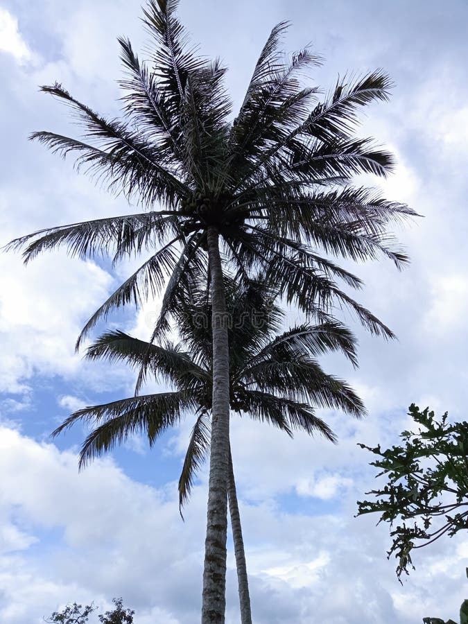 Coconut Tree that Grows in Front of the House Stock Photo - Image of ...