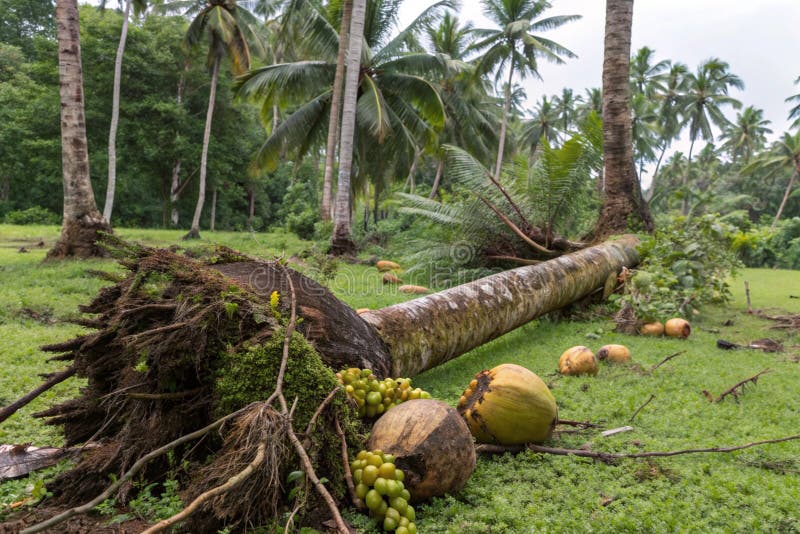 Coconut Tree that Had Long Fallen and Rotted Stock Illustration ...