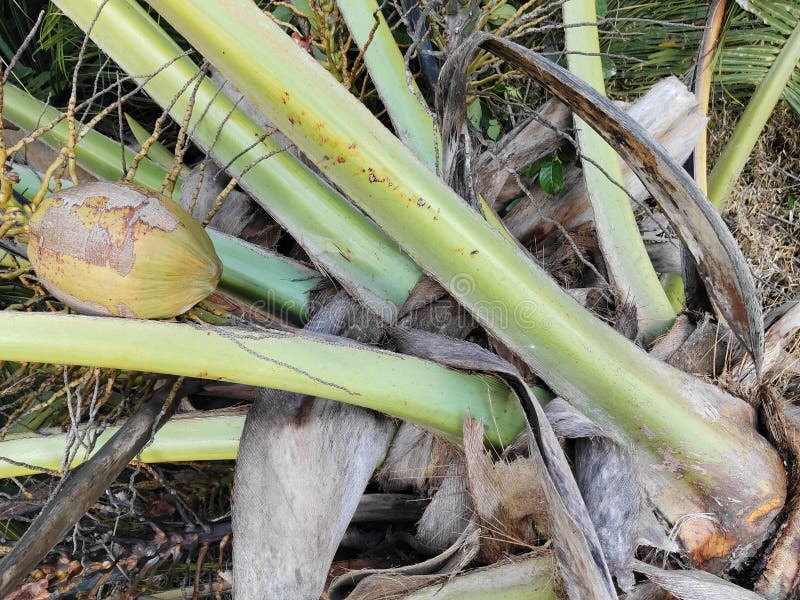 Coconut Tree that Has Been Cut Down Stock Image - Image of food, tree ...