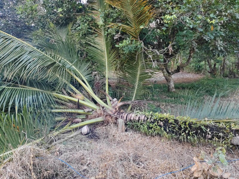 Coconut Tree that Has Been Cut Down Stock Image - Image of black ...