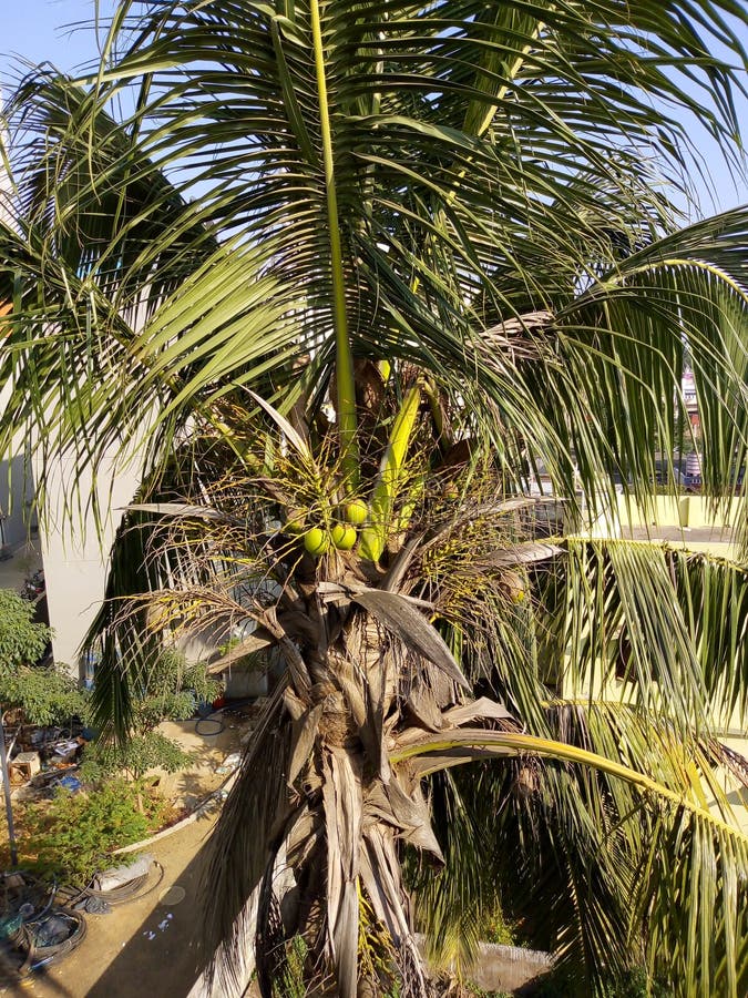 Coconut Tree Having Bunch of Coconut and Branches Stock Photo - Image ...