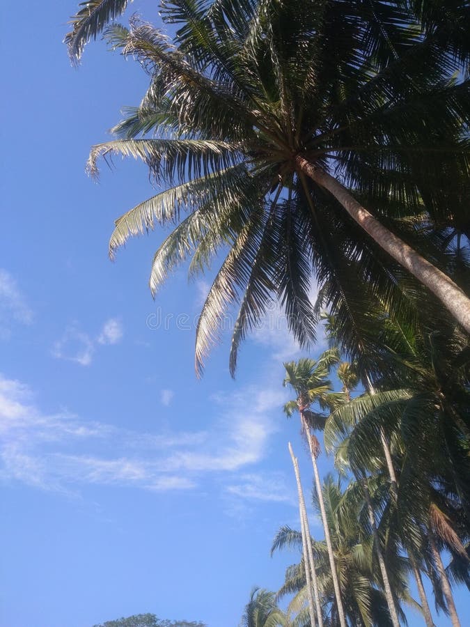 Blue sky with coconut tree stock photo. Image of caribbean - 146128412