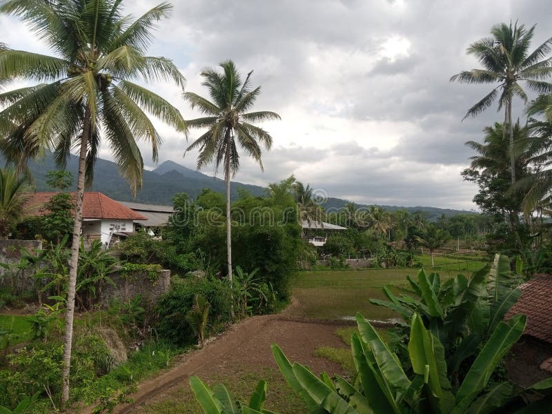 Coconut Tree and House and Mountain Stock Photo - Image of beautiful ...