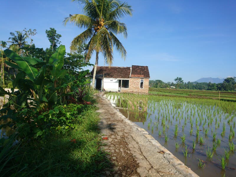 Coconut Tree House and Rice Fields Stock Image - Image of coconut ...