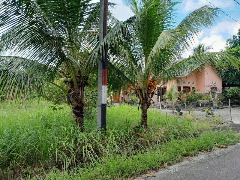 Coconut tree and house stock photo. Image of house, road - 258381050