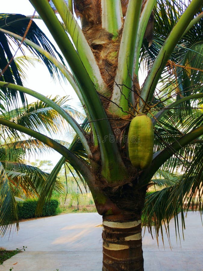 Coconut Tree, Hurricane Tropical Storm Coconut Palm Tree Leaves. Stock ... Coconut Tree, Hurricane Tropical Storm Coconut Palm Tree Leaves. Stock ...