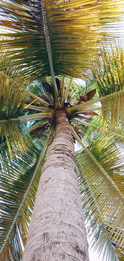 Coconut tree stock photo. Image of nature, tree, coconut - 125344382