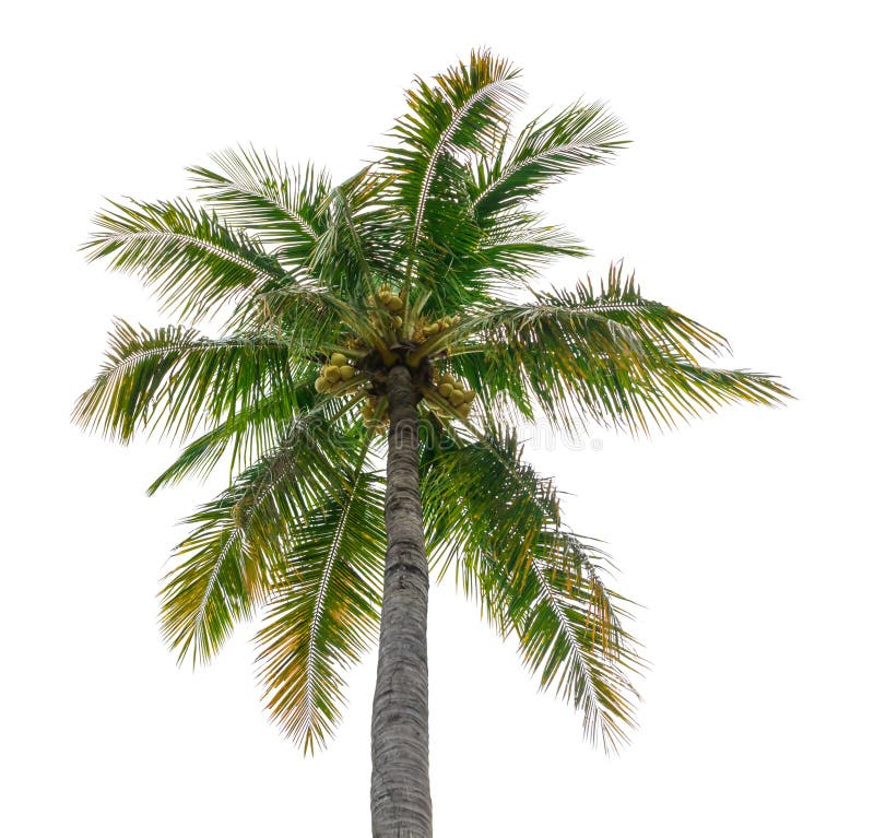 67,394 White Coconut Tree Stock Photos - Free & Royalty-Free Stock ...