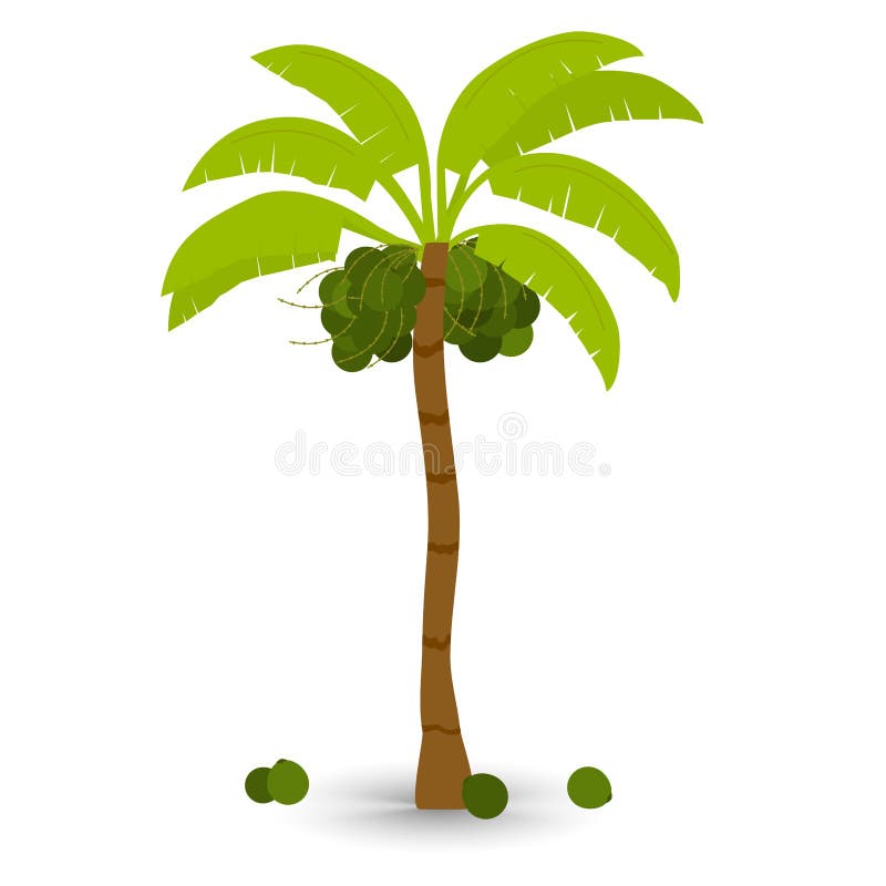 Coconut Stock Illustrations – 140,419 Coconut Stock Illustrations ...