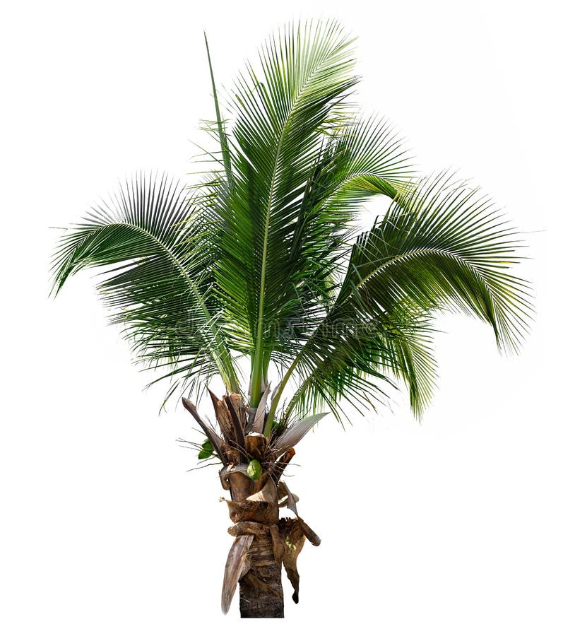 Coconut tree group stock photo. Image of botany, collection - 52865244