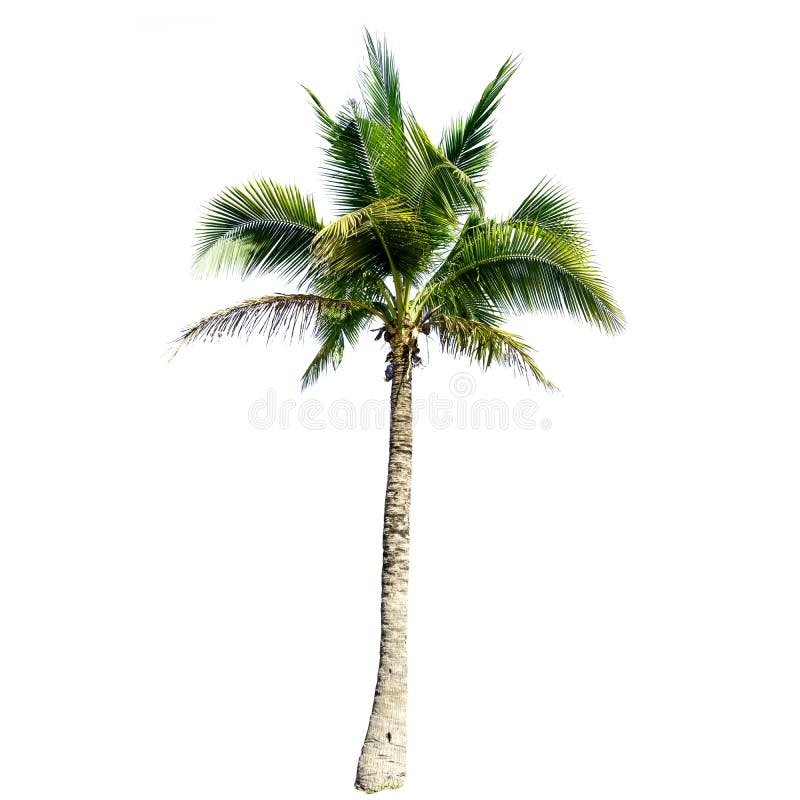 Coconut Tree Isolated on the White Background Stock Photo - Image of ...