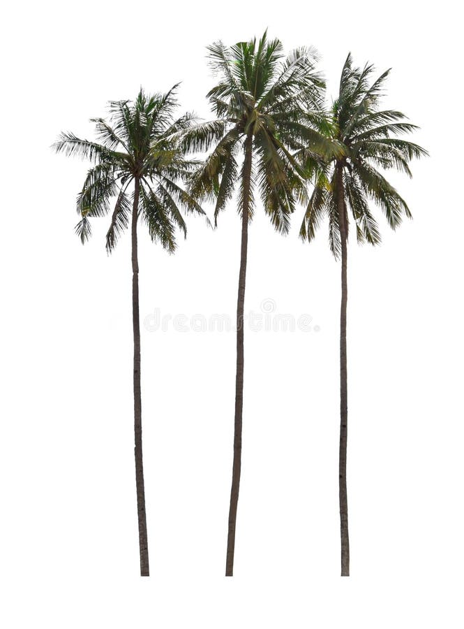 Coconut Tree Isolated on White Background with Clipping Path Stock ...