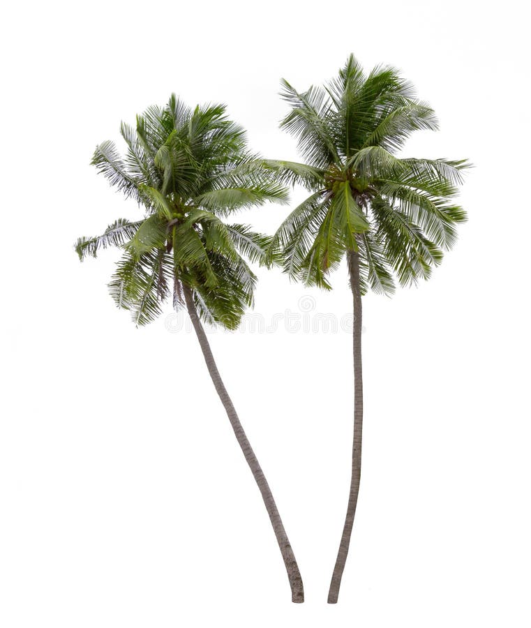Coconut Tree Isolated on White Background Stock Image - Image of ...