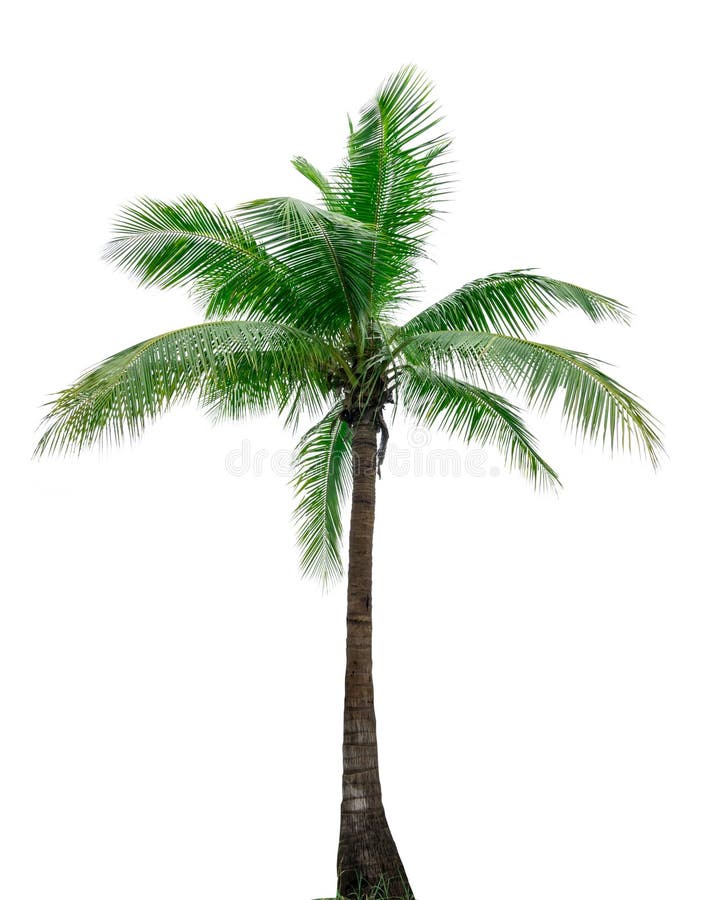 Coconut Tree Isolated on White Background Stock Photo - Image of ...
