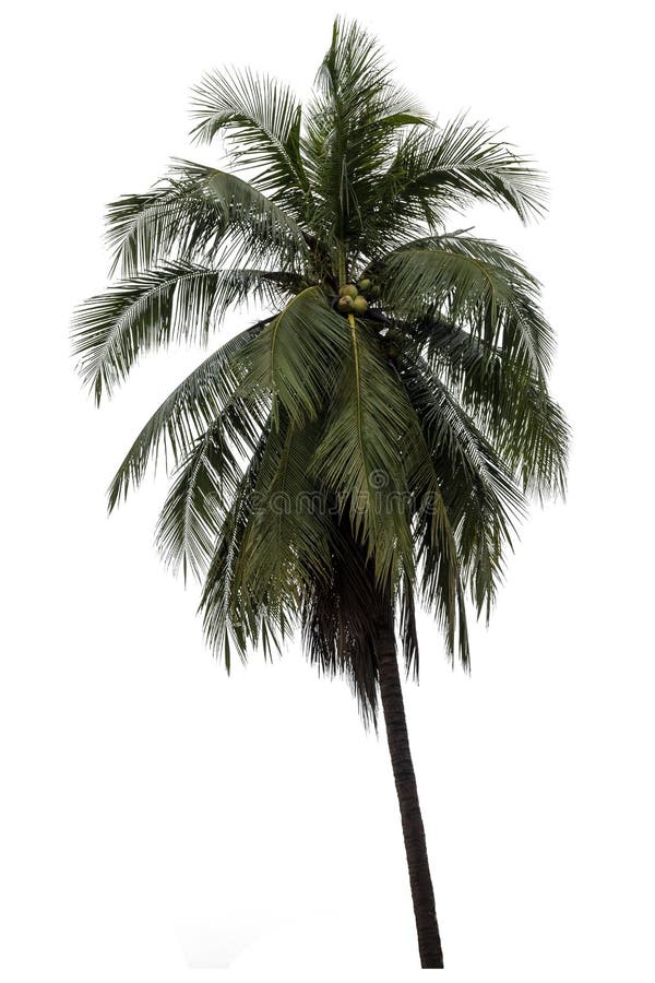 Coconut Tree. Isolated on White Background with a High Resolution ...