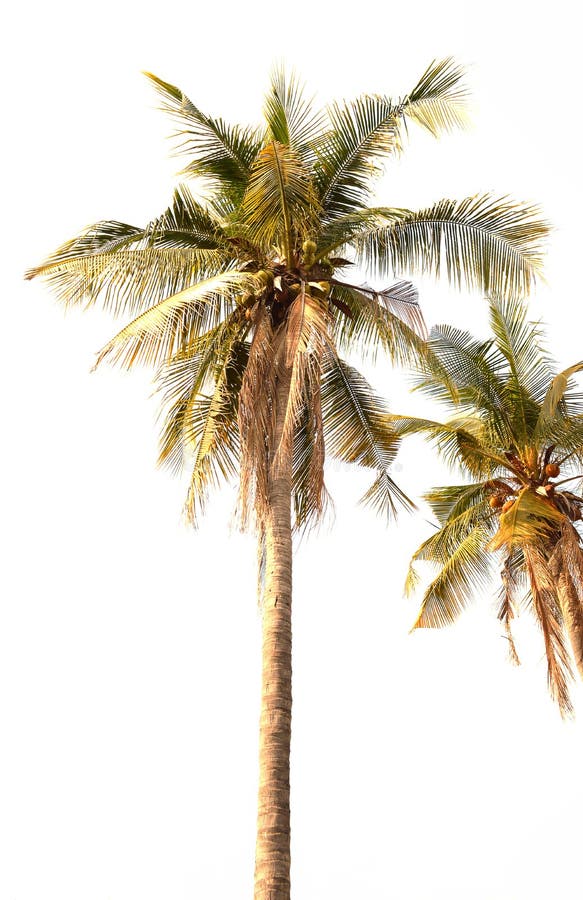 Coconut Tree Isolated on White Stock Photo - Image of trees, branch ...