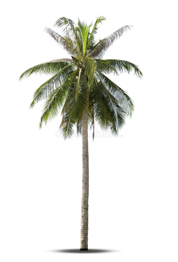 Coconut Tree Isolated on a White Stock Photo - Image of stalk, colorful ...