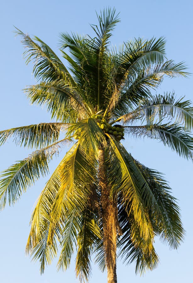 Coconut tree Jungle stock photo. Image of green, island - 19569948