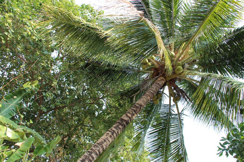 Coconut Tree at Khone Island (laos) Stock Photo - Image of coconut ...