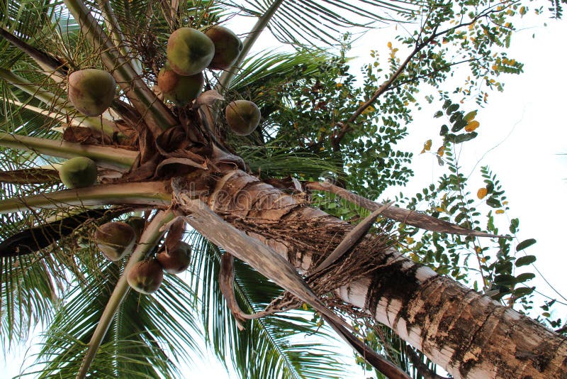 Coconut Tree at Khone Island (laos) Stock Image - Image of island, bark ...