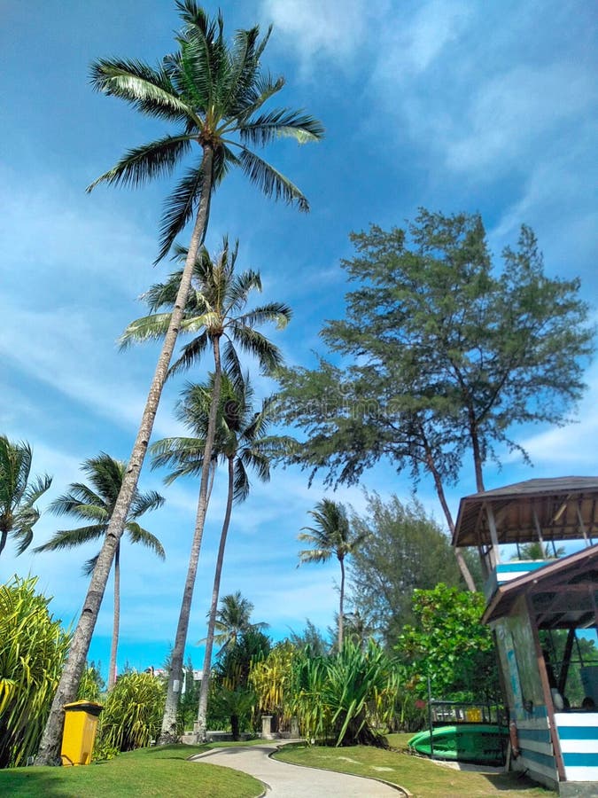 Coconut Tree in Lagoi Island Stock Photo - Image of coast, tropics ...