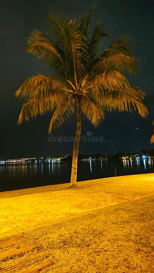 Coconut Tree by the Lake at Night Stock Image - Image of natural, leaf ...