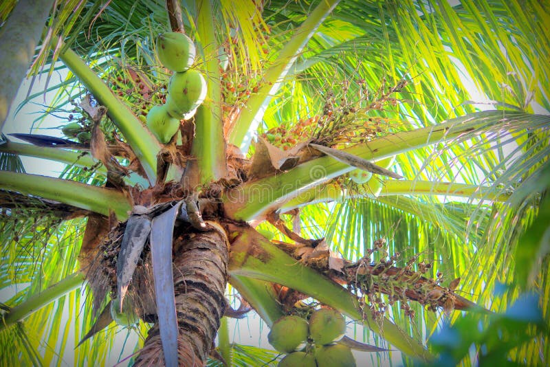 Coconut/ Large Seed of the Coconut Plam & X28; Types of Tree& X29 ...