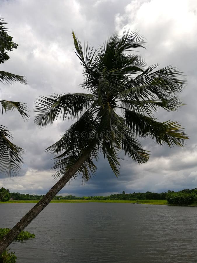 A Coconut Tree is Leaning Towards the River Stock Photo - Image of ...