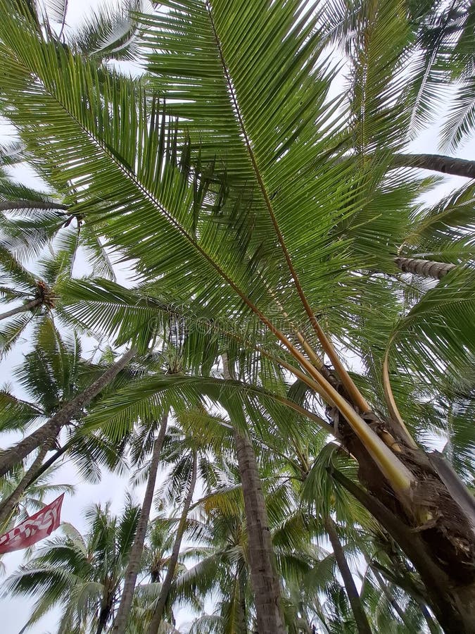 Coconut tree leaves stock photo. Image of tree, coconut - 373299402