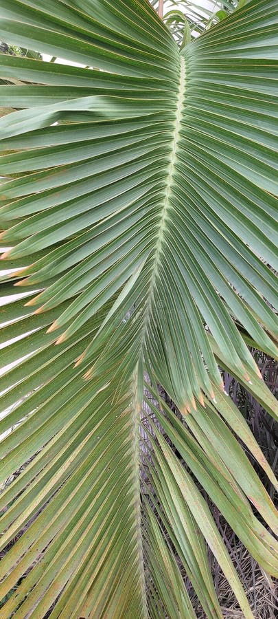 Coconut Tree leaves stock image. Image of leaves, leaf - 258101077