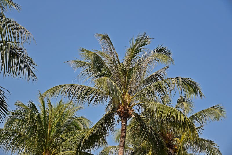 Coconut Tree Leaves Damage from Insect Pest Stock Image - Image of moth ...