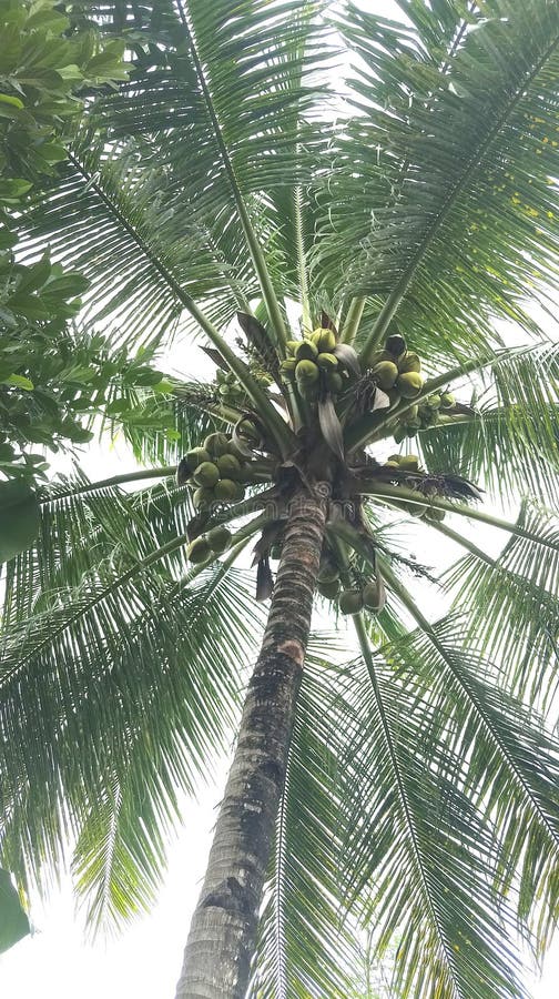 Coconut Tree, Coconut, Coconut Leaves, Green, Natural, Village Stock ...
