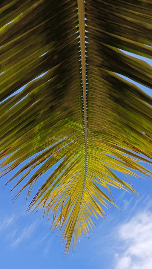 Coconut Tree Leaves Greet the Sky Stock Photo - Image of greet, leaves ...