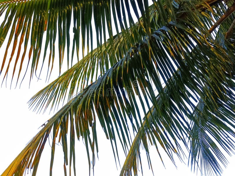 Coconut Tree Leaves on White Background, Isolated Stock Image - Image ...