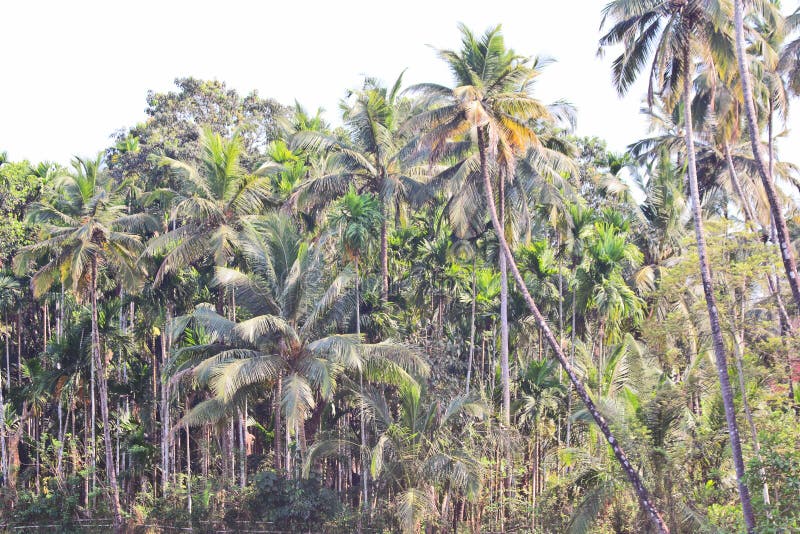 Coconut Tree line stock photo. Image of landscape, asia - 175665586