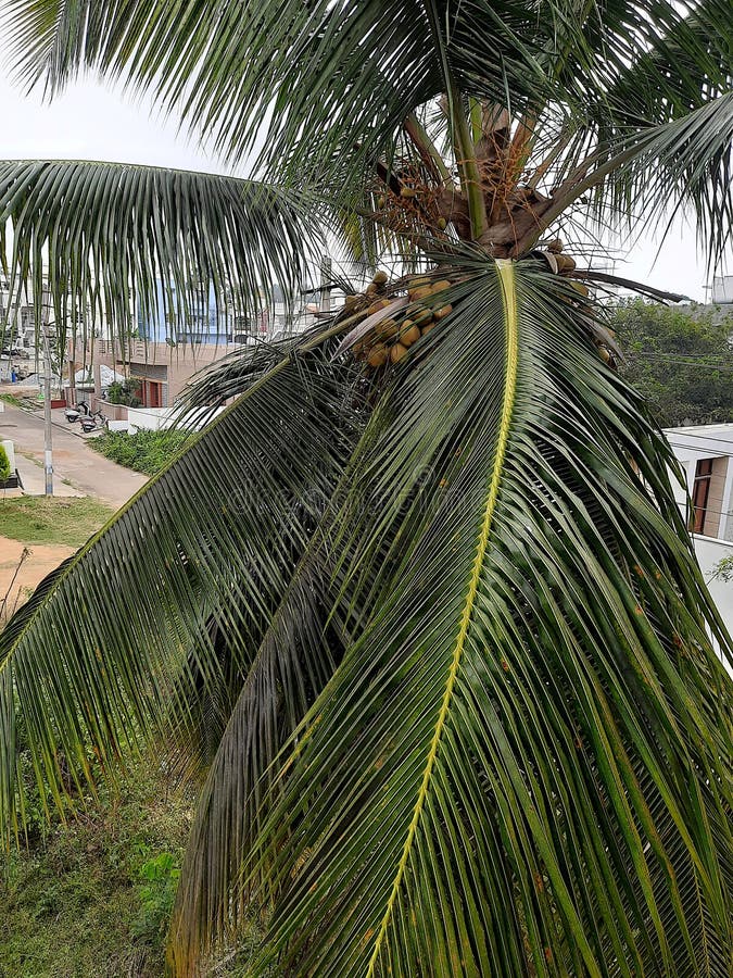 Coconut Tree with Long Leaves Stock Photo - Image of yield, farming ...
