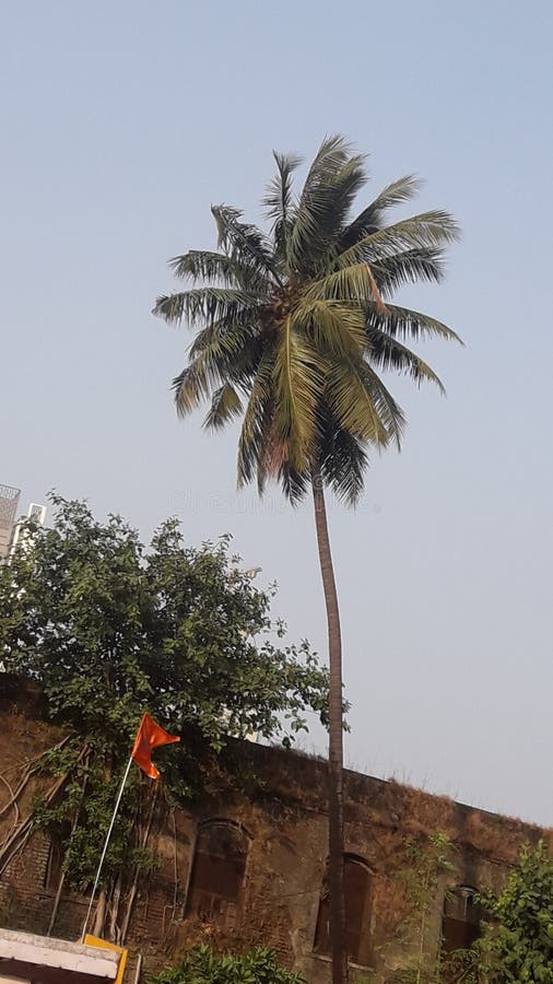 Coconut Tree Long Length Fully Stock Image - Image of long, coconut ...